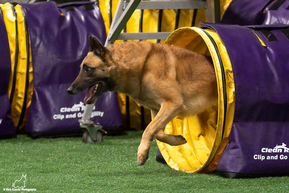 Foxleigh‘s Secret Diamond Harvest – ABMC