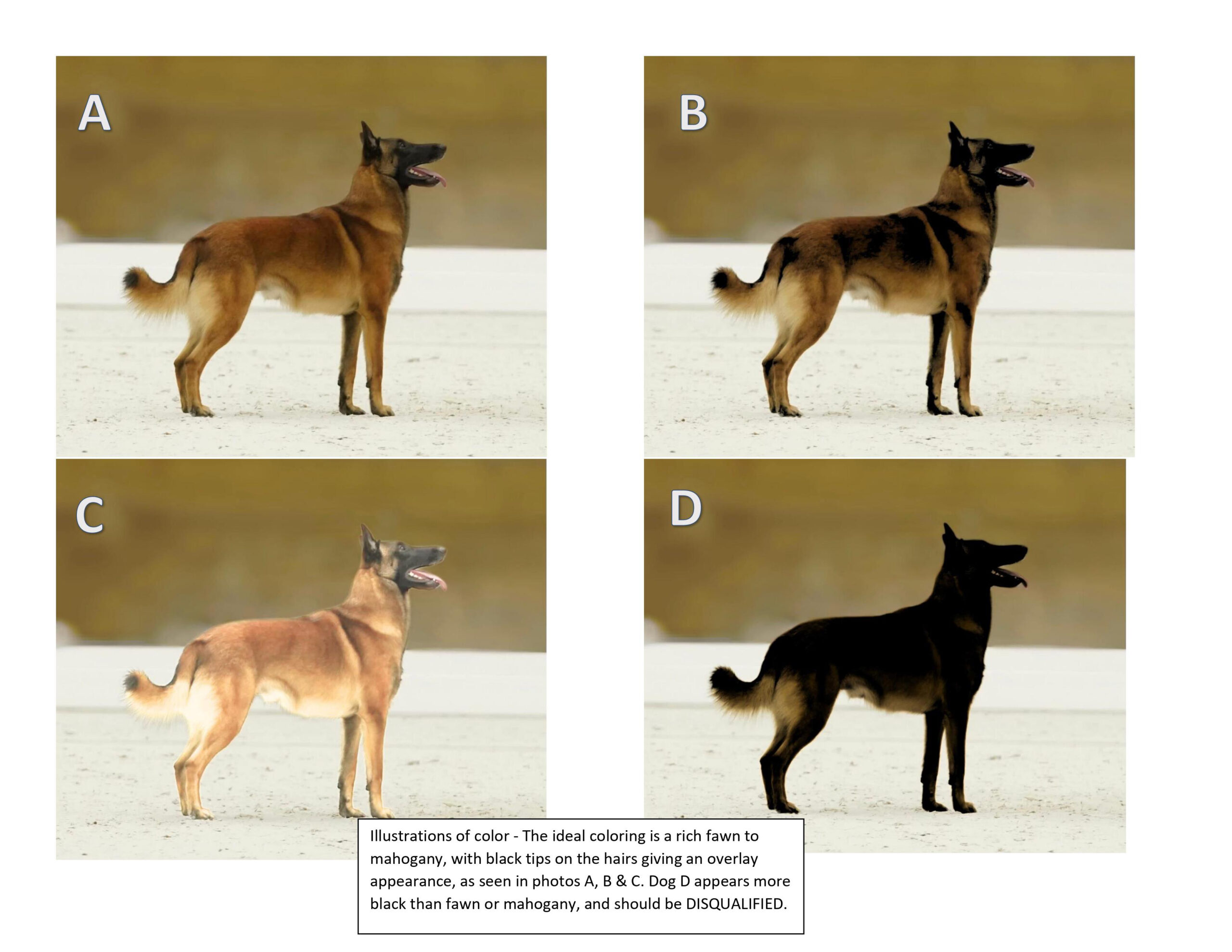 Color Illustration for Judges – ABMC